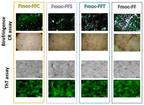 Multicomponent Peptide Based Hydrogels Containing Chemical Functional Groups As Innovative