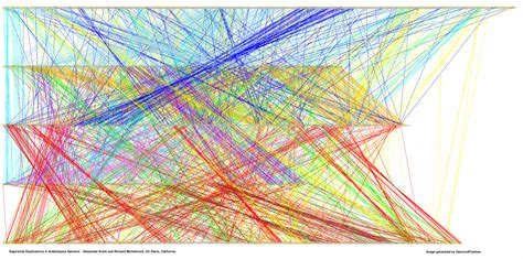 segmental duplications in arabidopsis genome