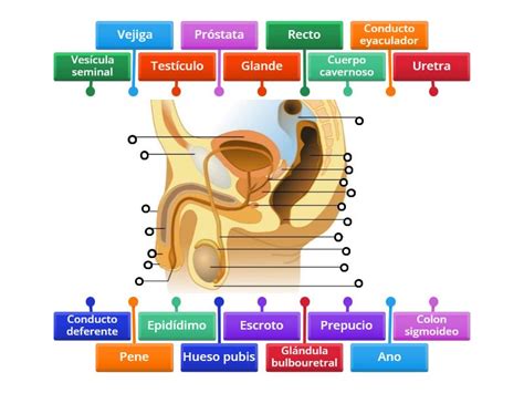 Aparato Reproductor Masculino Labelled Diagram