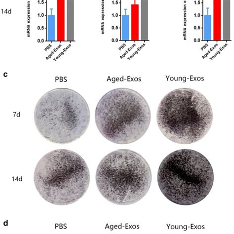 A B The Mrna Expression Levels Of Runx2 Alp And Col I N 5 Pbs Vs Download Scientific