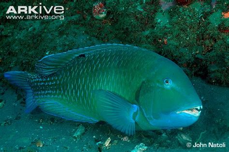 Choerodon Schoenleinii Valenciennes 1839