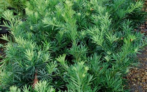 Pringles Dwarf Podocarpus Yew 3 Gallon Shrub Deer Resistant Shrubs Togogarden