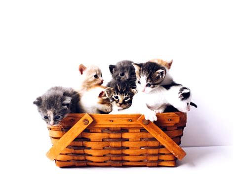 Secure Diagnostics Pvt Ltd