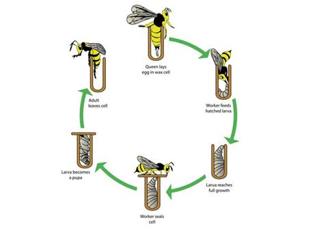 Yellow Jacket Wasp Life Cycle