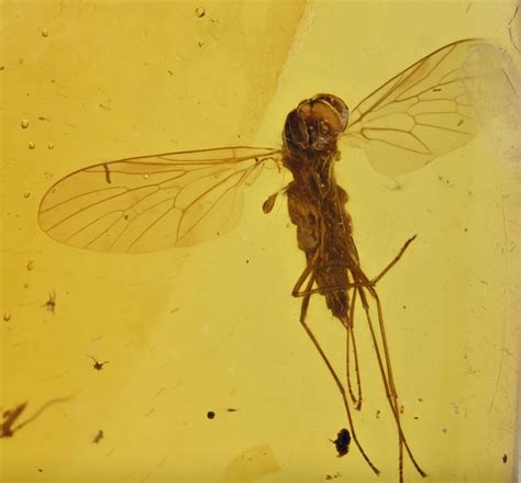 Burmese Amber Fossil Cabochon Amazing Detail Spread Wings Rhagionidae Snipe Fly Fossil