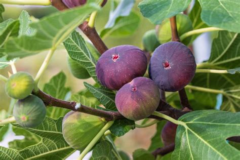 Growing Edible Fig Trees Variety Selection And Care Tips MyGardenLife