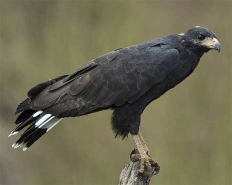 Common Black Hawk Alchetron The Free Social Encyclopedia