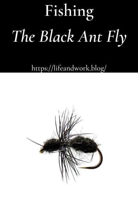 The Black Ant Fly