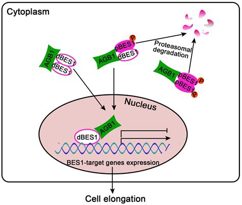 Frontiers Arabidopsis G Protein β Subunit Agb1 Interacts With Bes1 To Regulate Brassinosteroid