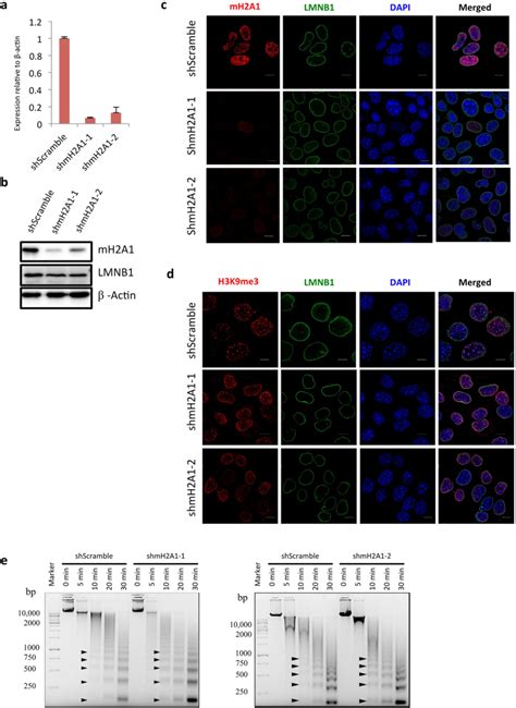 Macroh2a1 Associates With Nuclear Lamina And Maintains Chromatin Architecture In Mouse Liver