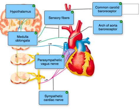 CHAPTER CARDIAC OUTPUT ASSESSMENT Flashcards Quizlet
