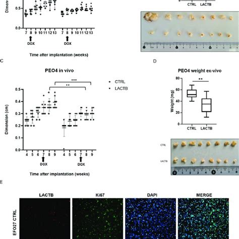 Lactb Negatively Affects Growth Of Tumors A Tumor Growth Rate Upon