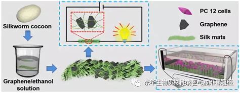 东华大学张耀鹏、邵惠丽：丝素纤维“缩骨诱困”石墨烯制备静电纺导电支架 知乎