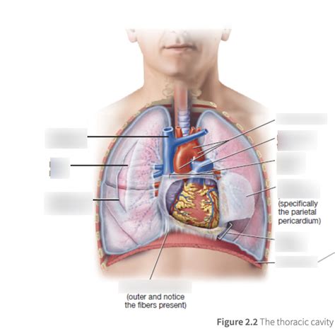 Thoracic Cavity Diagram Quizlet