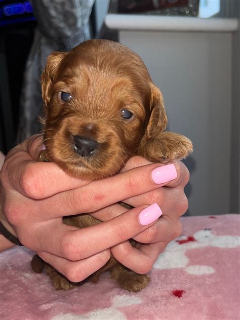 Cockapoo Babies Have Arrived