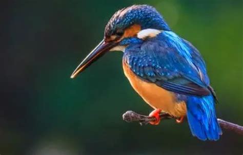 这是翠鸟扩句怎么写 百度经验