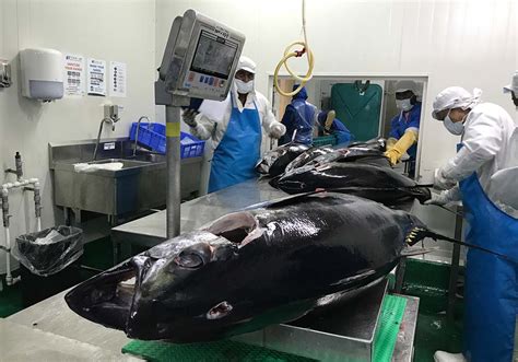 Fresh Golden Ocean Tuna