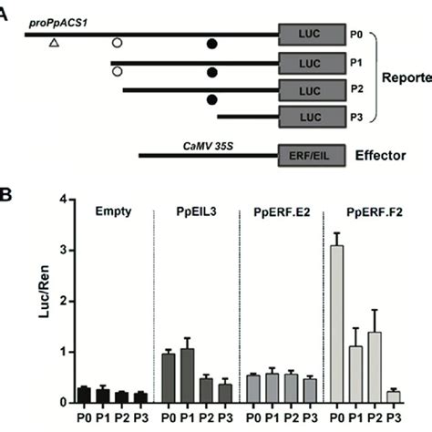 Promoter Deletion Analysis Of Ppacs1 A Four Promoter Deletion