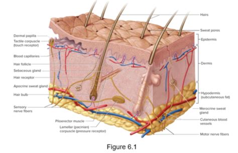 Ch6 Integumentary System Flashcards Quizlet