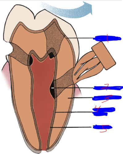 Dentin Flashcards Quizlet