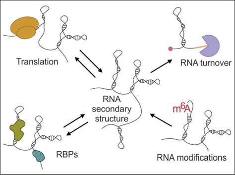 Rna Structure Rna Structure