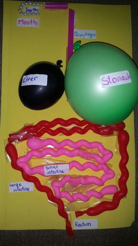 Digestive System Digestive System Large Intestine Digestion