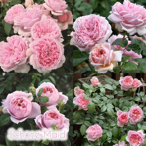 ვარდის სახლი House Of Rose ვარდი Schone Maid 🌹 შონ მეიდი ბრწყინვალე დახვეწილი ვარდია