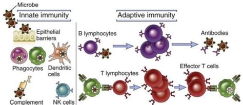 create a concept map of how the immune system protects the body against