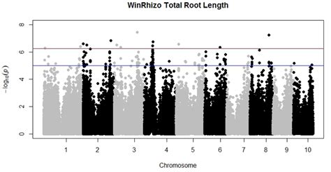 Manhattan Plot Displaying All 10 Maize Chromosomes Showing Snp Markers