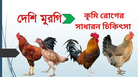 দেশি মুরগির কৃমি রোগের সাধারন চিকিৎসা পদ্ধতি Youtube