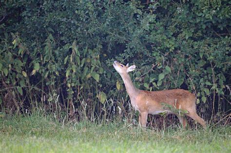 Water Deer Activity Activity Patterns Wildlife Online