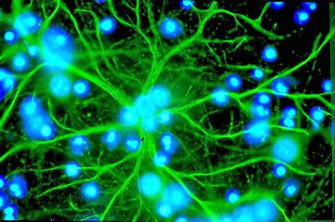 The GLIA Revolution Glia The Organizational Operating System For The