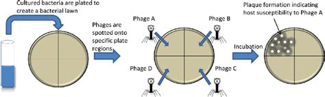 Phage Typing Method Principle Procedure Results • Microbe Online
