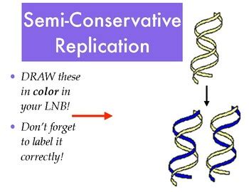 DNA Replication Lecture By Hillary Leeman TPT