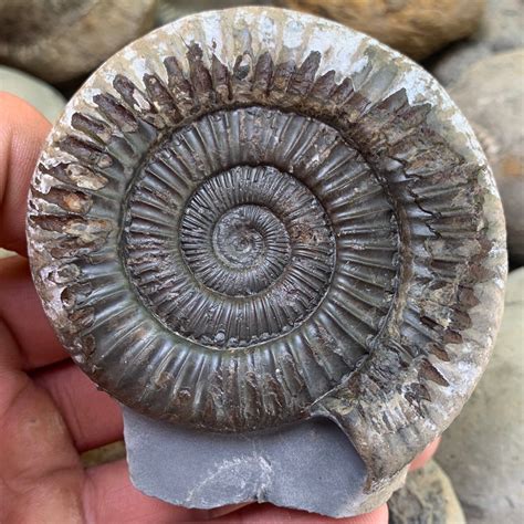 Yorkshire Fossils Page 3 Yorkshire Fossils