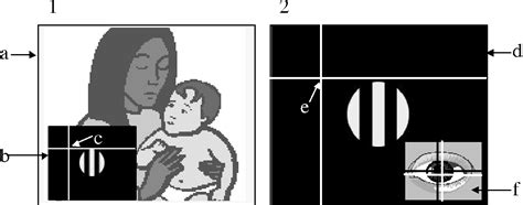 Figure 1 From Automated Corneal Reflection Eye Tracking In Infancy Methodological Developments