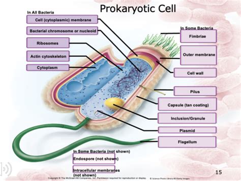 Biol 1040 Exam 1 Flashcards Quizlet