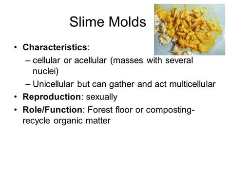 Difference Between Acellular And Cellular Slime Molds Brainly In