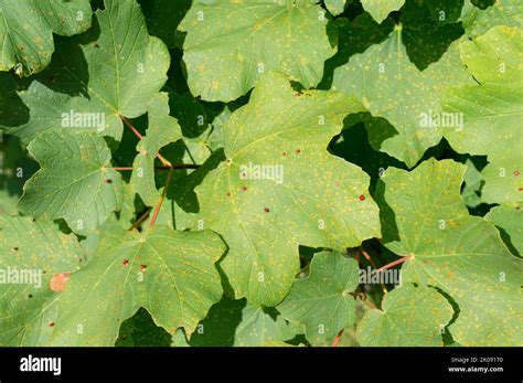 Maple Tree Disease By The Gall Mites Causing Red Bumps On Leaves Maple