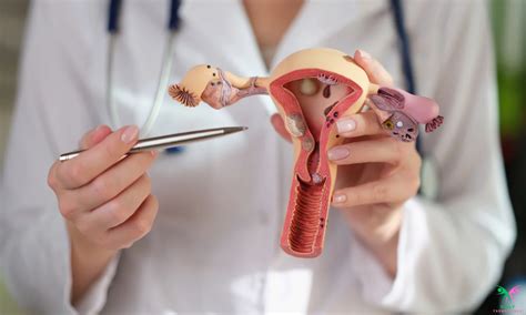 Subserosal Fibroids Symptoms Causes And Treatment Options