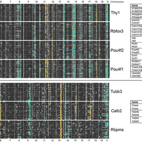 Rgc Markers Segregate Into Two Networks And Two Major Hubs Are Formed