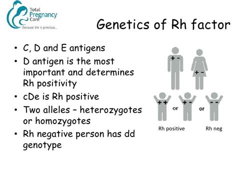 Management Of The Rhesus Negative Mother