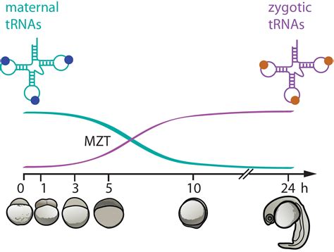 Trna Modification Landscapes And Impact On Protein Synthesis Meduni Wien