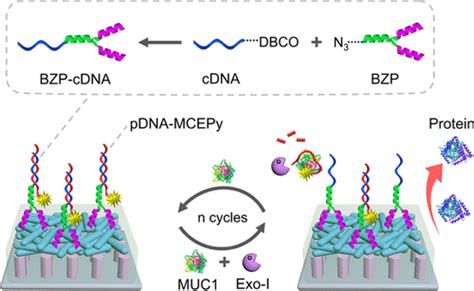 Click Conjugation Of Zwitterionic Peptide With Dna Strand An Efficient Antifouling Strategy For