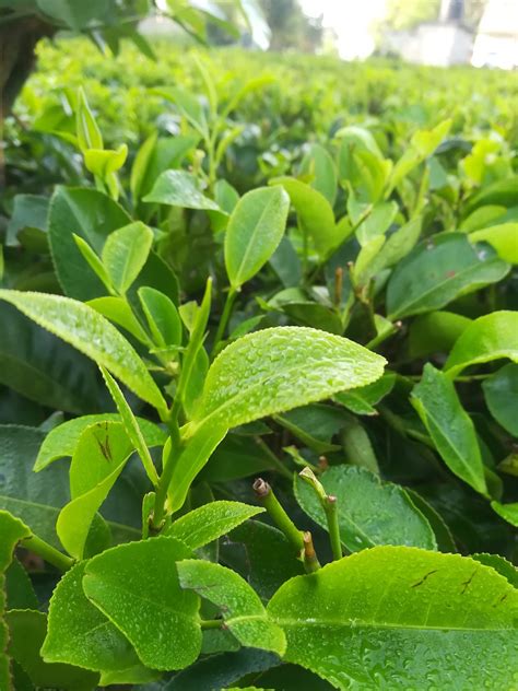 ලස්සන පින්තූර