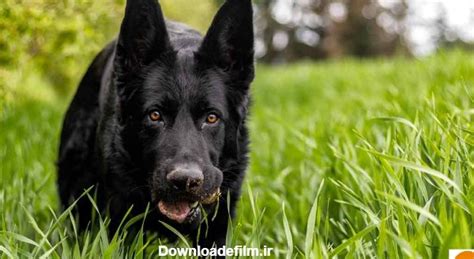 سگ نژاد ژرمن بلک