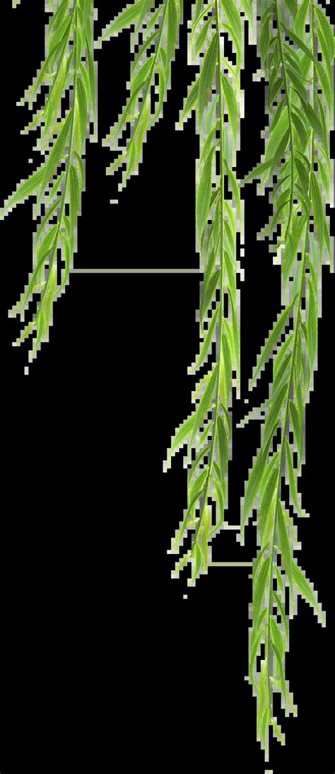 柳条，柳树，柳叶，柳枝，高清植物免抠素材 花瓣网