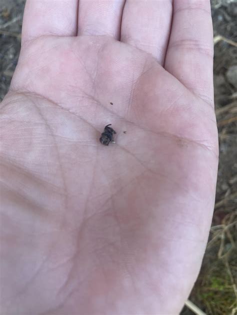 Bug Nests In Between Siding Rwhatsthisbug