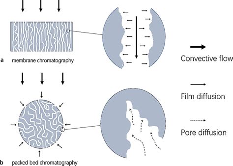 Insights Into The Membrane Chromatography Market Growth Projections From 2025 To 2035