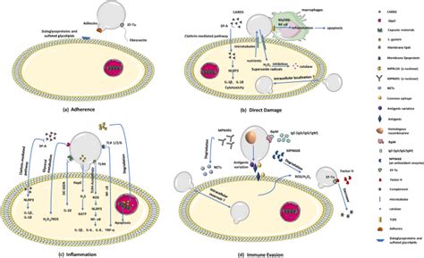 肺炎支原体致病机制洞察 Current Microbiology X Mol